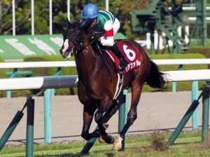 [Davi]Lia Fail輕鬆進軍菊花賞 – Flameracing
