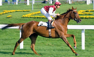 [Flameracing]英國現時最後一匹三冠馬，Oh So Sharp – Flameracing