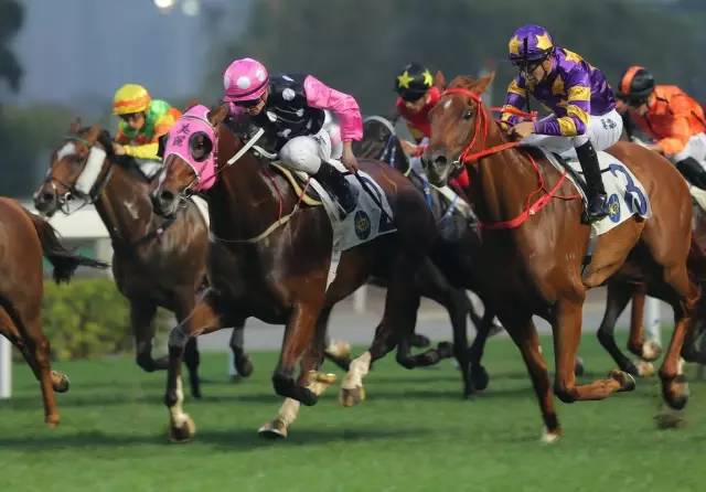 [Davi]打吡賽駒介紹-美麗系的傳承者 – Flameracing