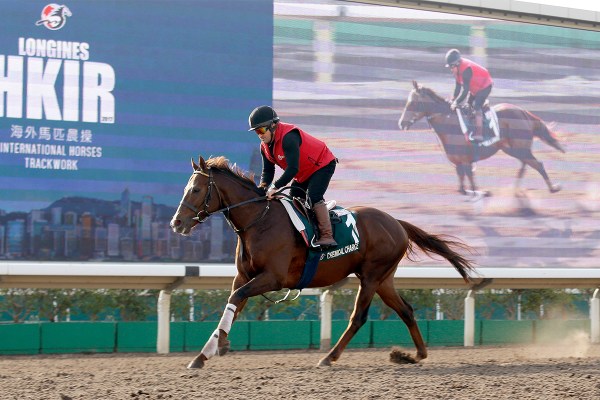 [Flameracing]2017年香港國際賽事，51匹出戰馬全面指南（最終版） – Flameracing