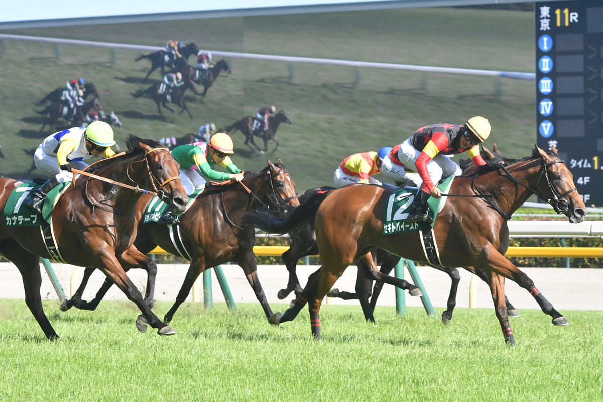 女皇盃黑馬東赤兔 – Flameracing